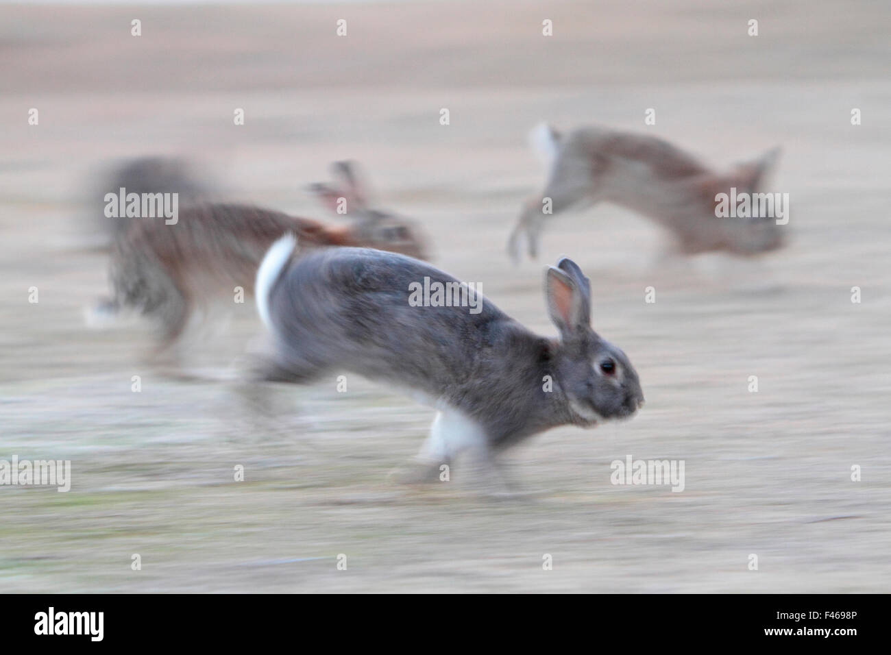 F4698p hi-res stock photography and images - Alamy