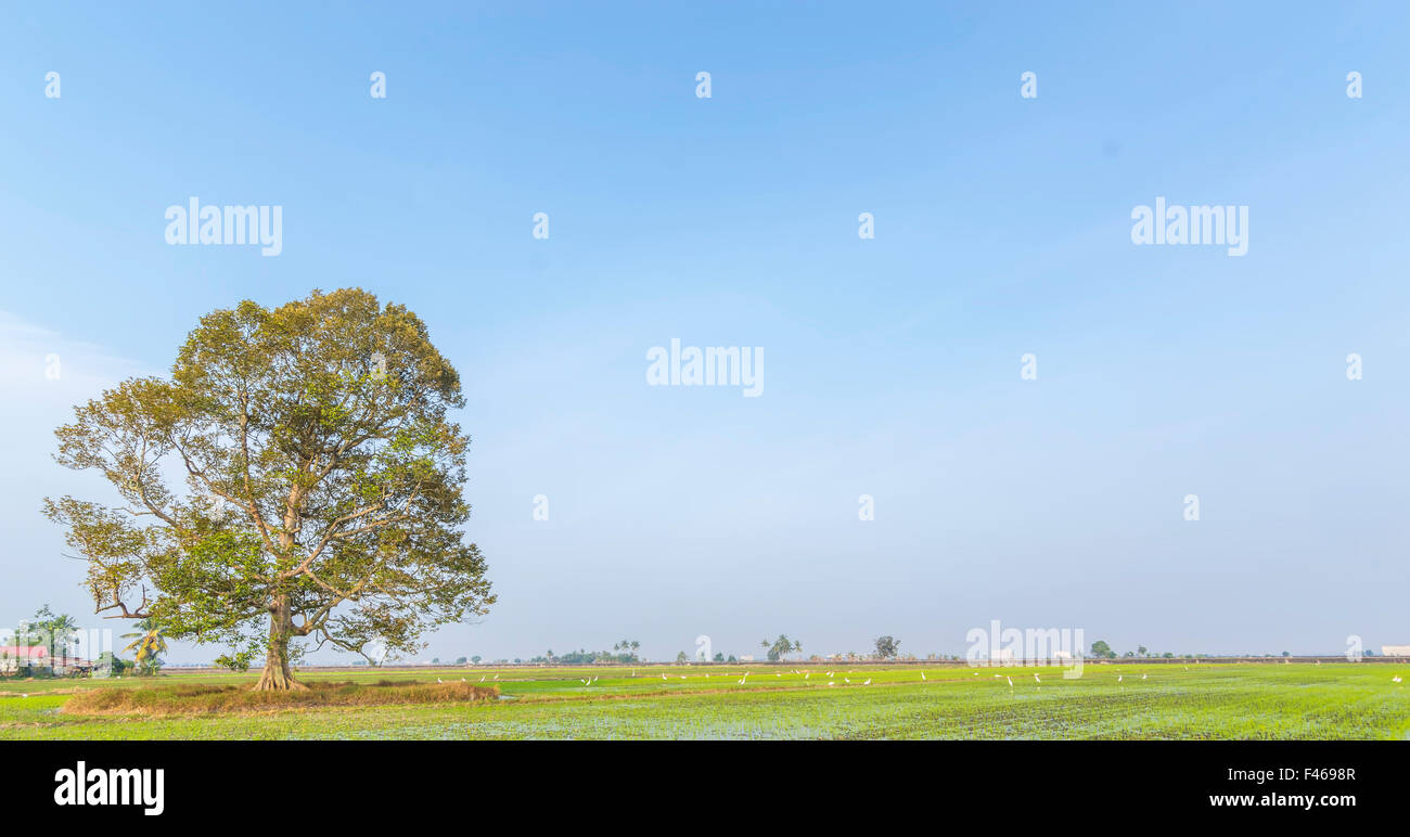 Tree at paddy field with blue skies Stock Photo - Alamy