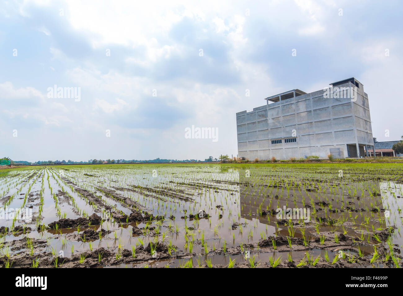 Structure of the building where the breeding bird's nest in a paddy ...