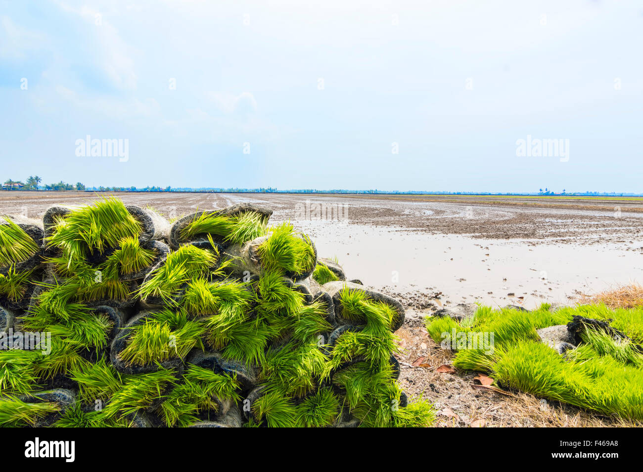 Stack of paddy seedbed Stock Photo - Alamy