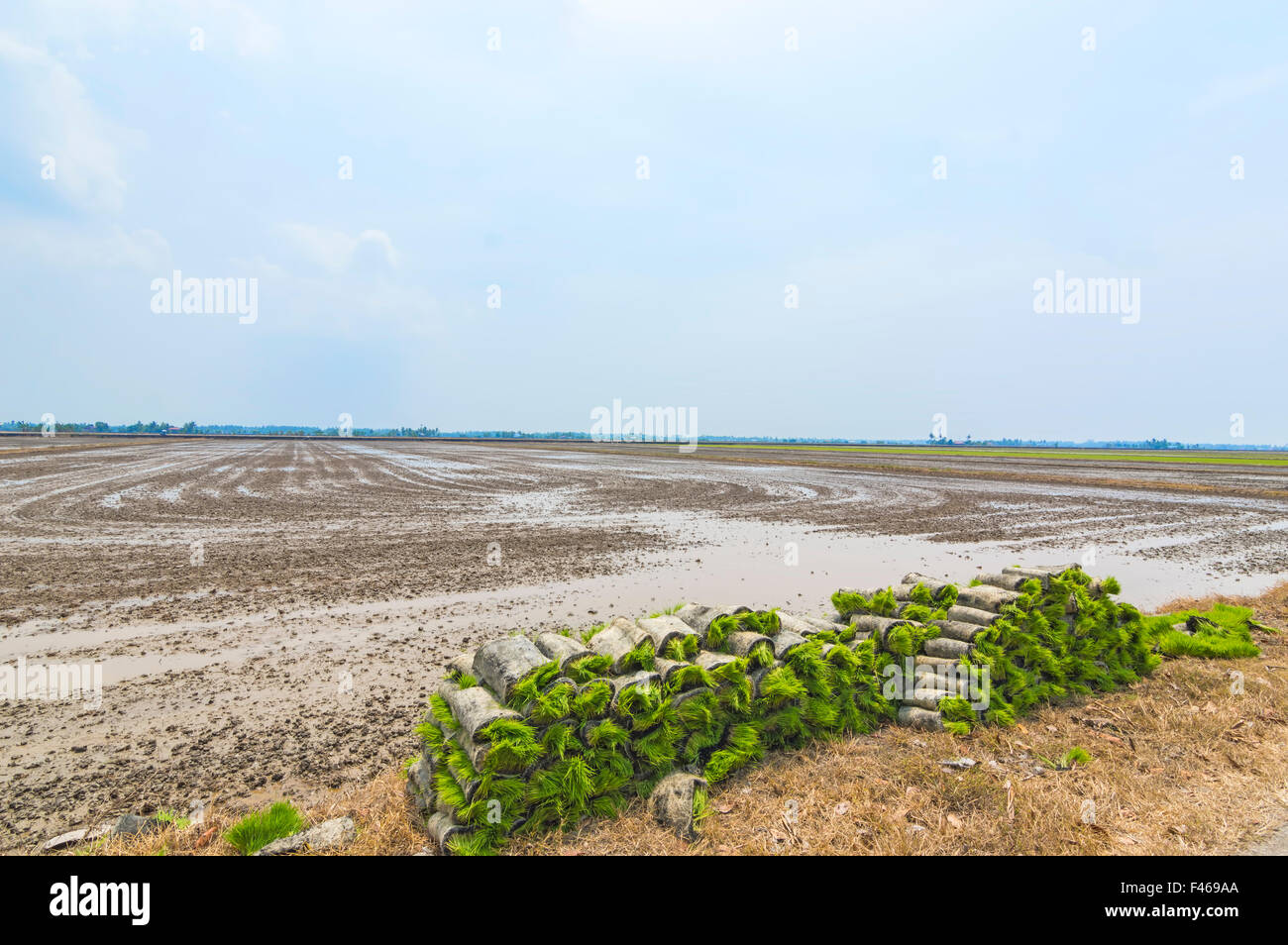 Paddy seedbed hi-res stock photography and images - Alamy