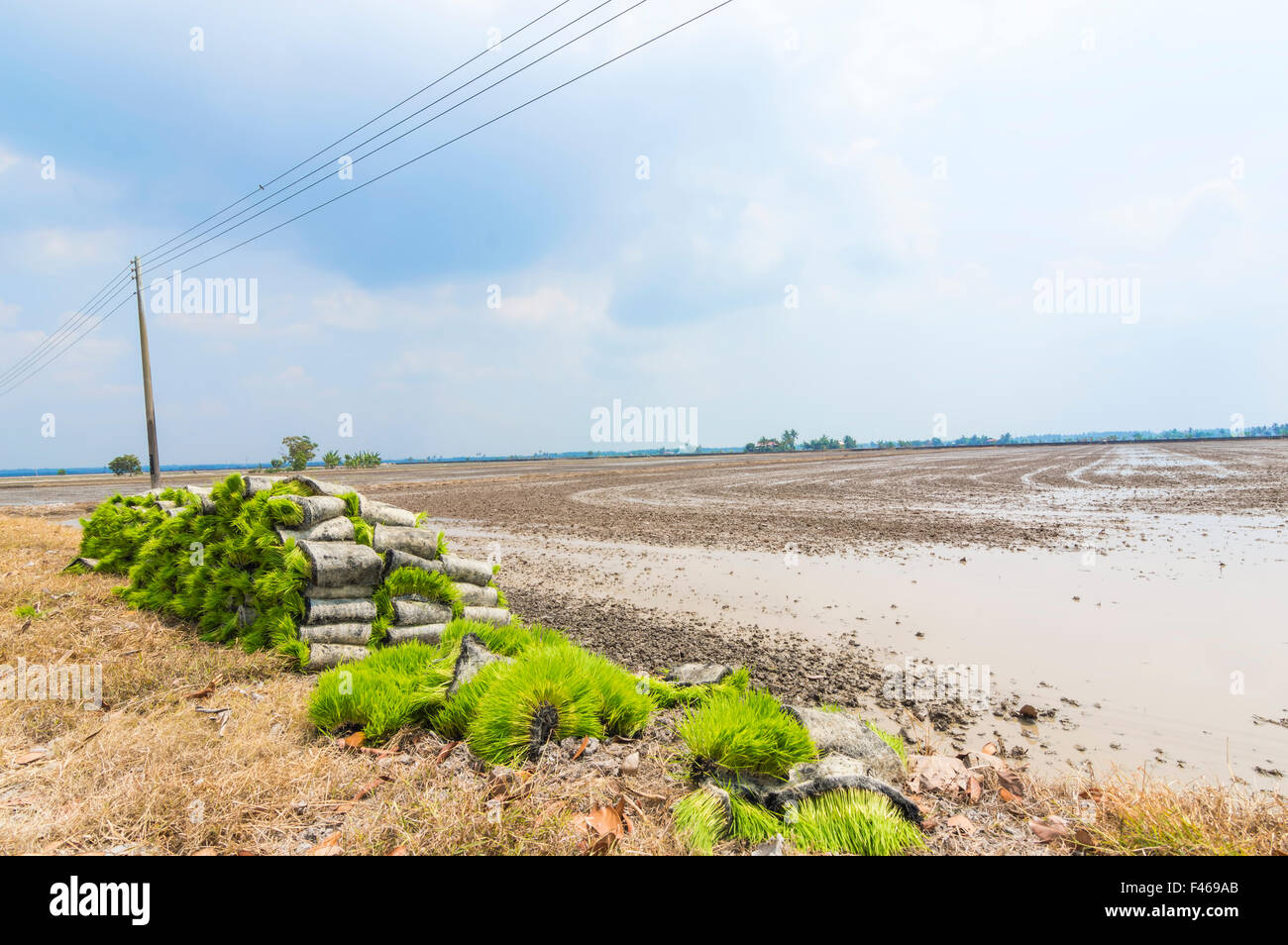 Stack of paddy seedbed Stock Photo - Alamy