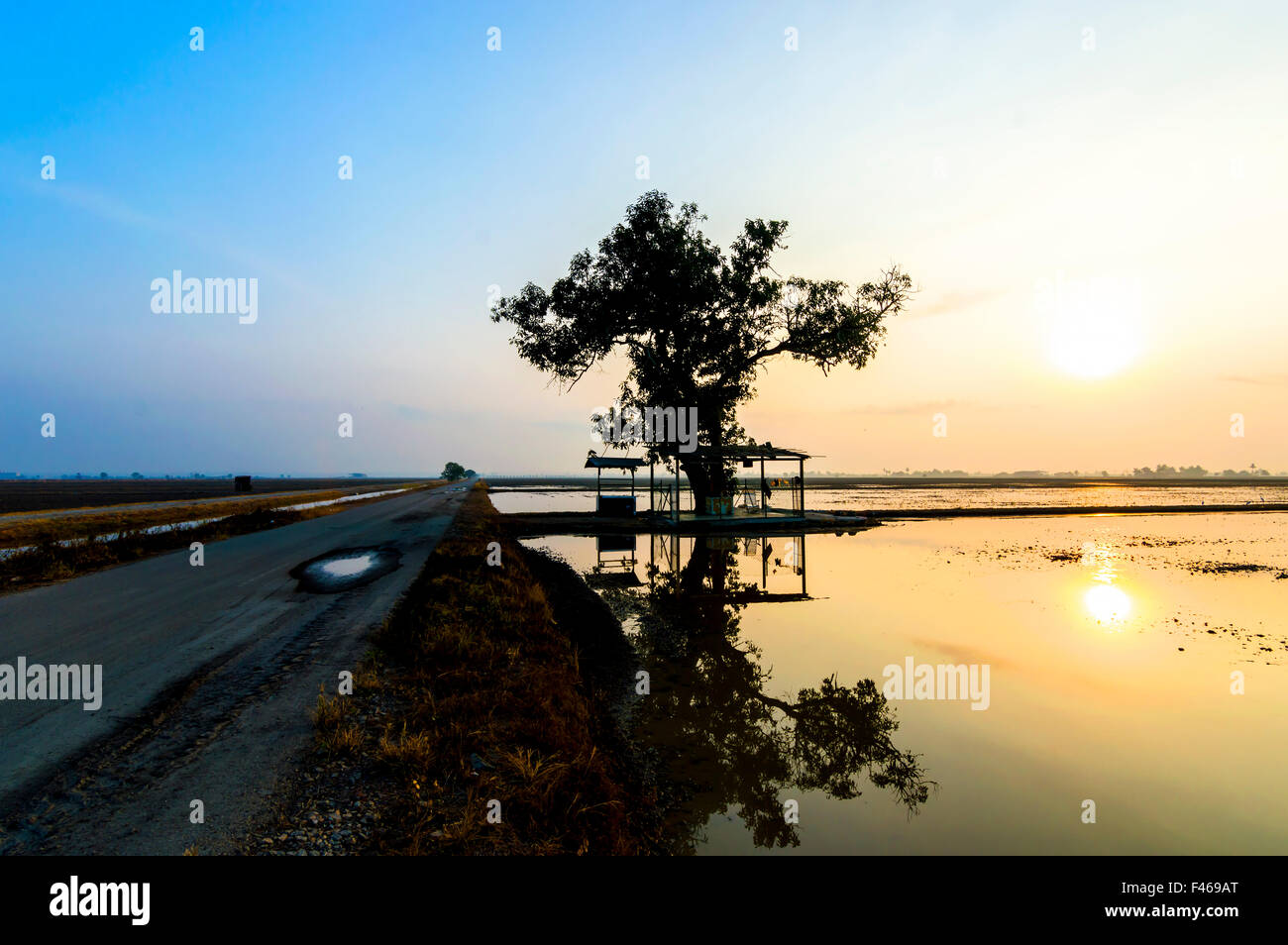 Sunrise and reflection at water paddy field Stock Photo - Alamy