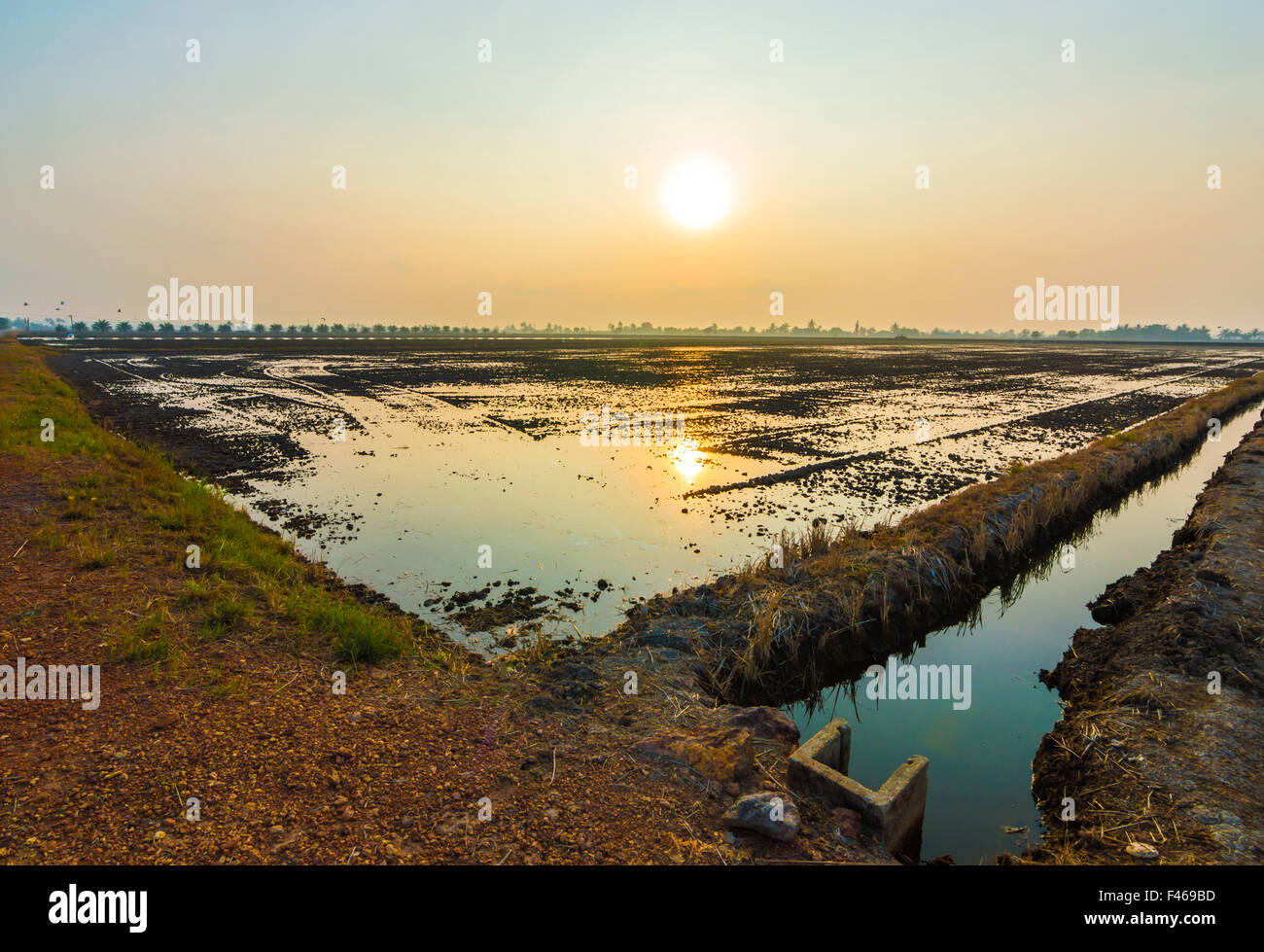Sunrise and reflection at water paddy field Stock Photo - Alamy