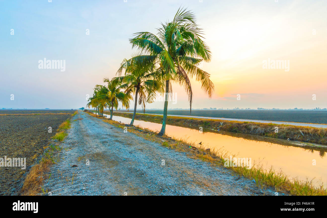 Coconut tree with sunrise background at the empty field Stock Photo - Alamy