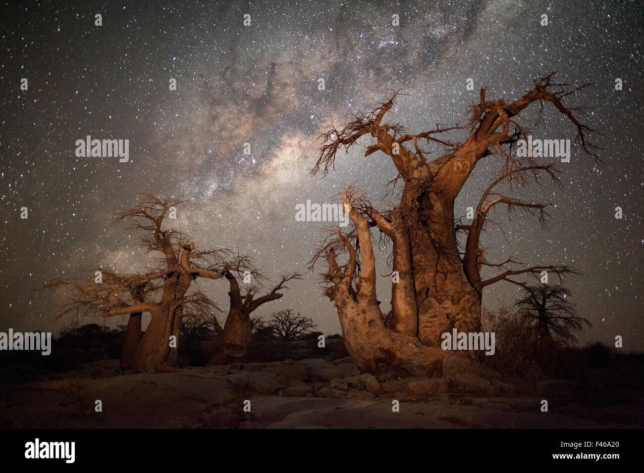 Baobab trees night sky stars hi-res stock photography and images - Alamy