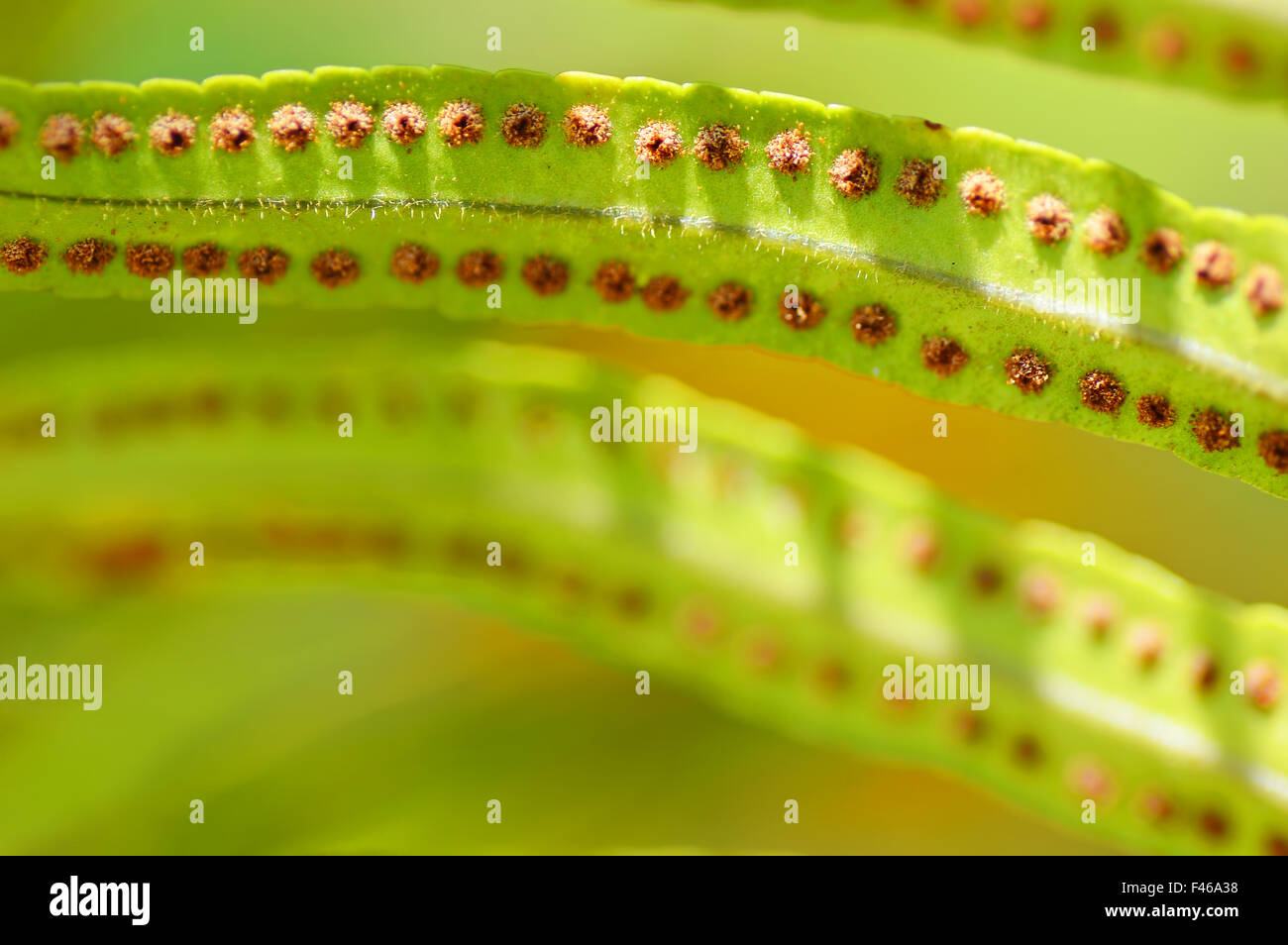 Parts of leaf with diagram hi-res stock photography and images - Alamy
