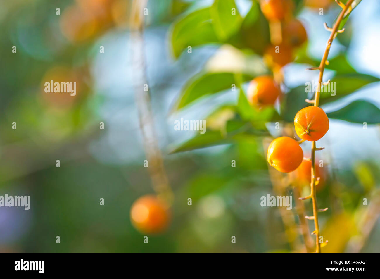 Orange seed with soft sun light Stock Photo - Alamy