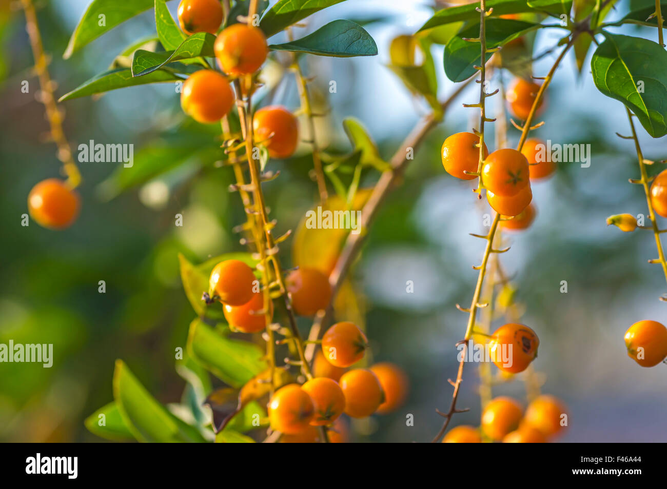 Orange seed with soft sun light Stock Photo - Alamy