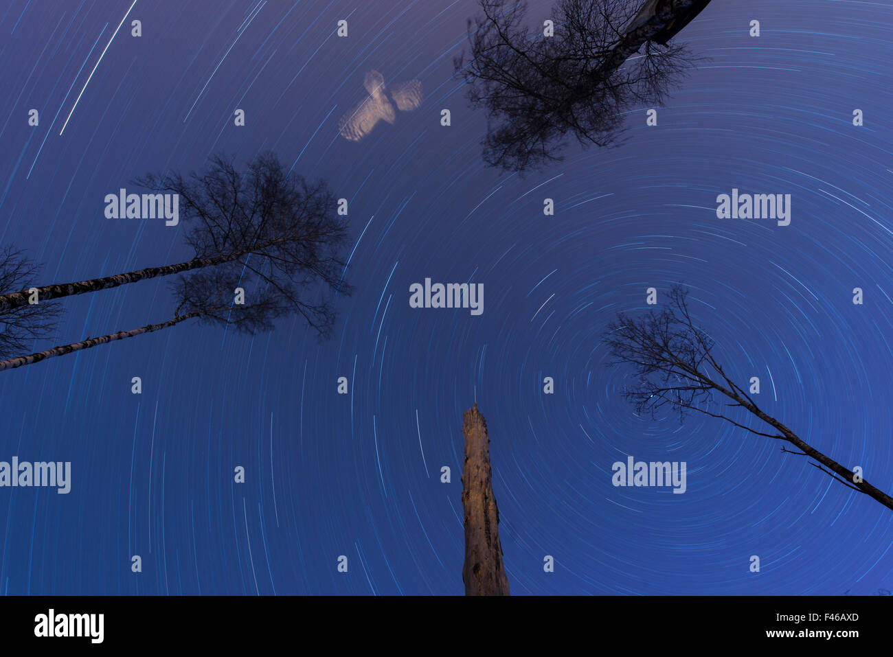 Ural owl (Strix uralensis) flying to nest with star trails in sky above ...
