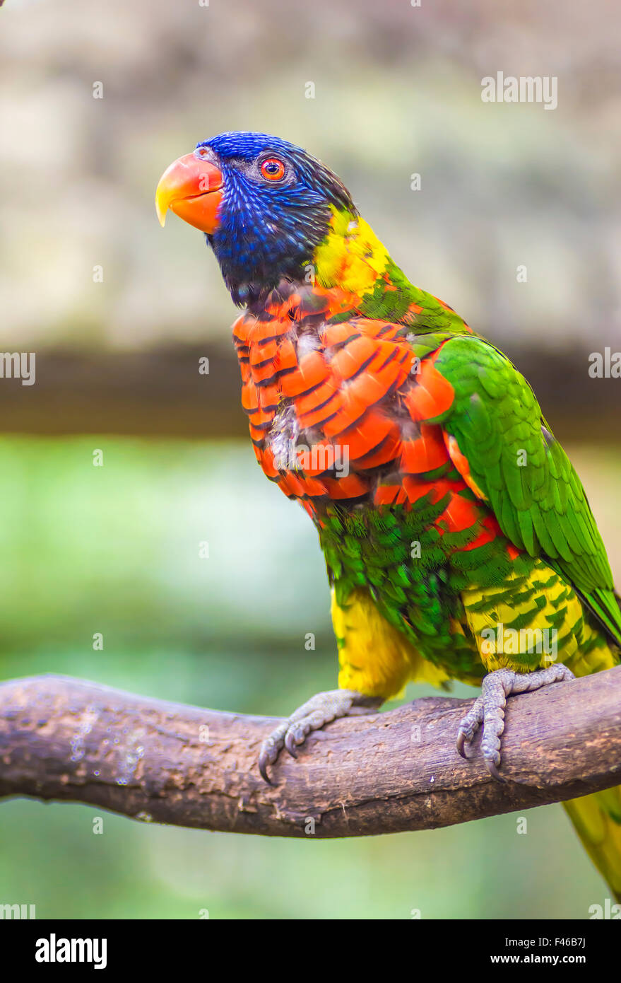 Rainbow Lorikeet Parrot - a very brightly colored parrot species Stock ...