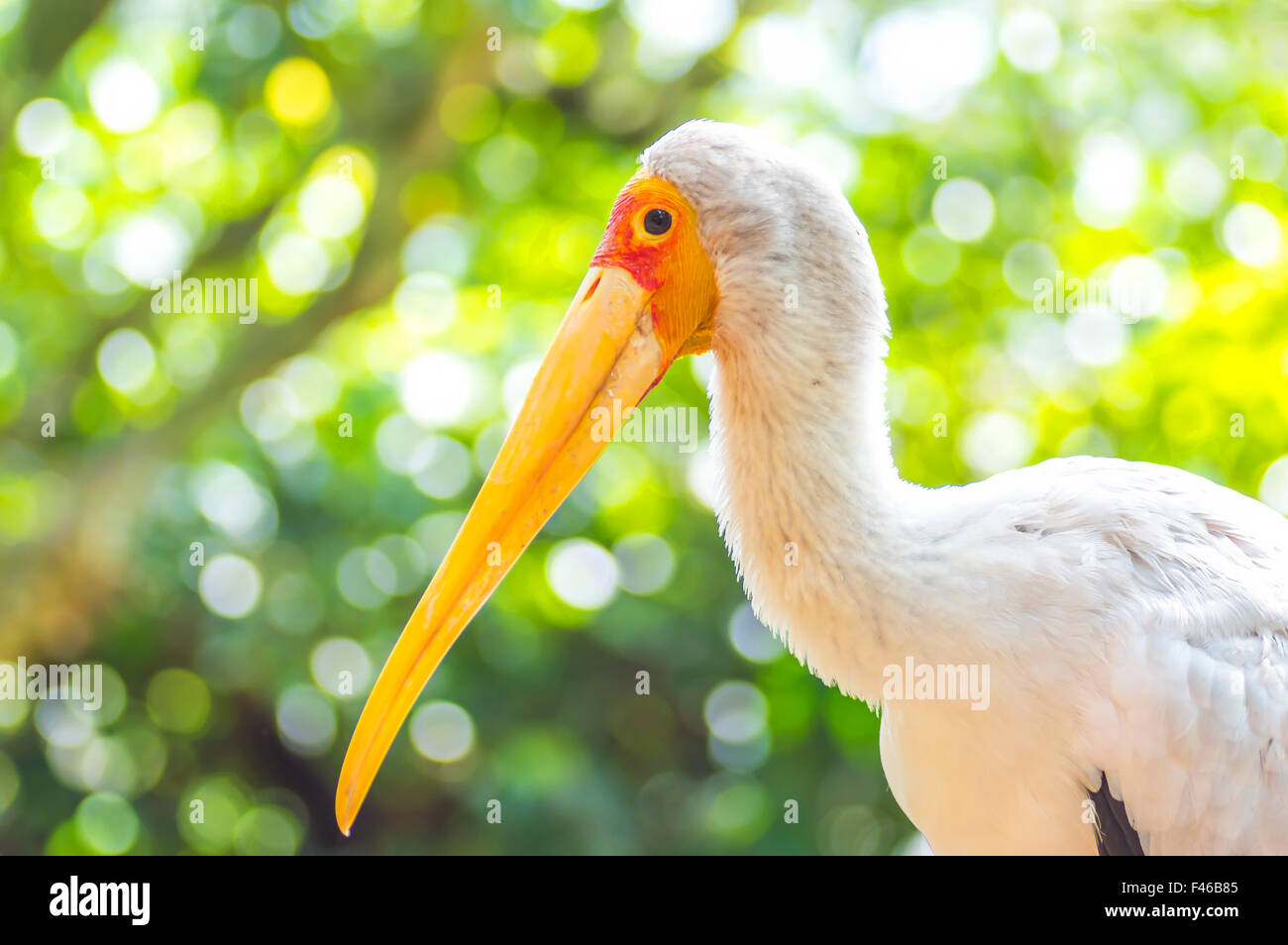 Close up flamingo Stock Photo - Alamy