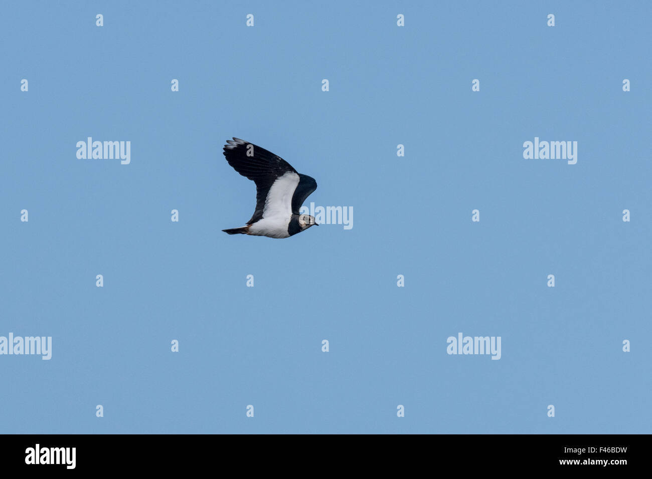 A flying Lapwing showing the white underside of its wing Stock Photo ...