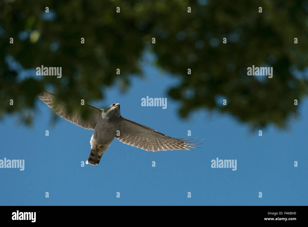 Canopy wing spread hi-res stock photography and images - Alamy