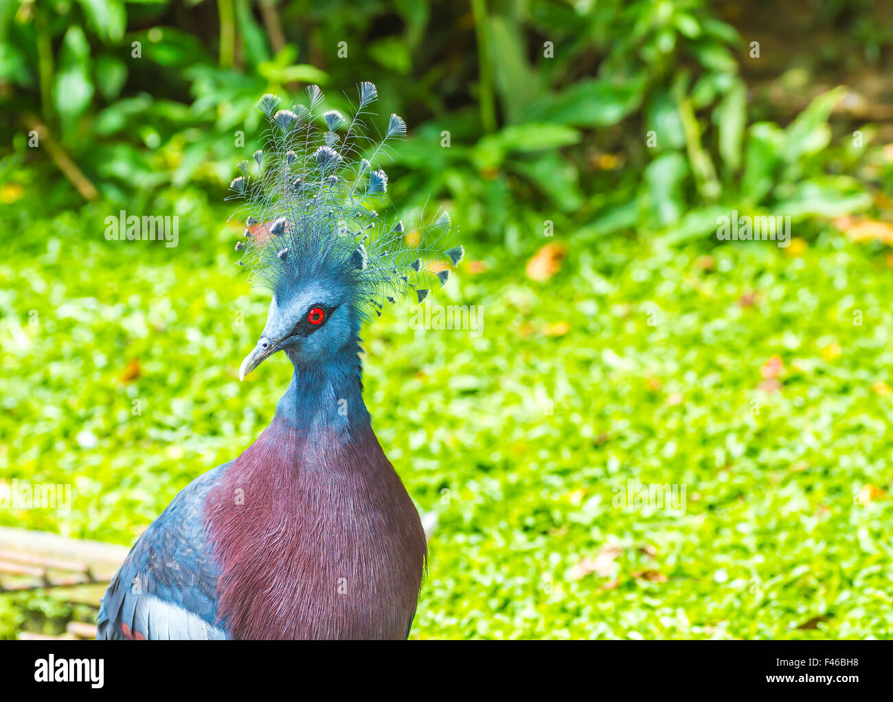 Victoria Crowned Pigeon (Goura victoria) bird with green grass on ...