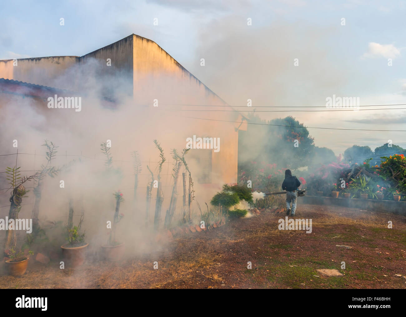 Fogging to prevent spread of dengue fever Stock Photo - Alamy