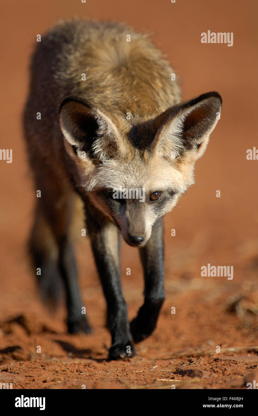 Bat-eared fox (Otocyon megalotis) walking, Namib-Naukluft National Park ...