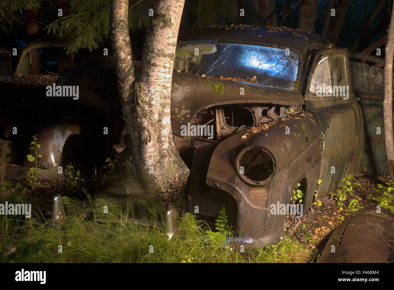 Birch tree (Betula sp) growing up through old rusting car at night ...