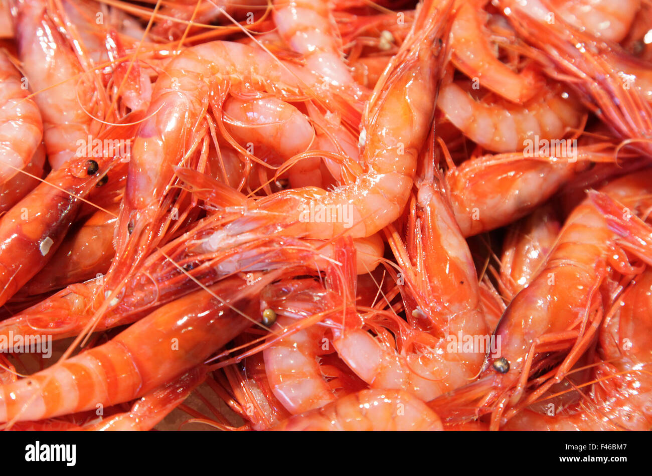 Shrimp Langoustines also known as scampi or prawns.Fish market Stock ...