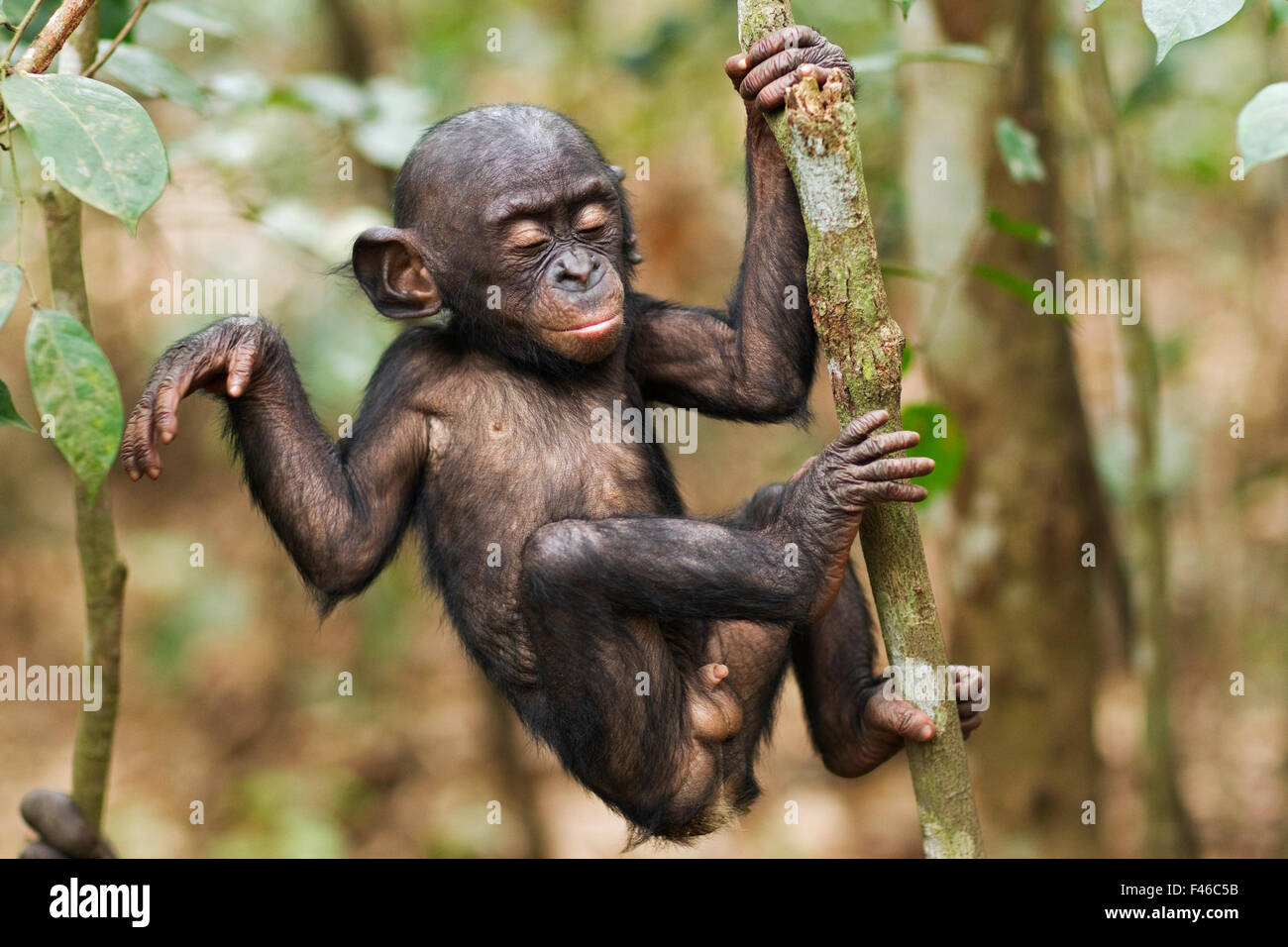 Bonobo male baby 'Bomango' aged 10 months climbing a branch (Pan ...