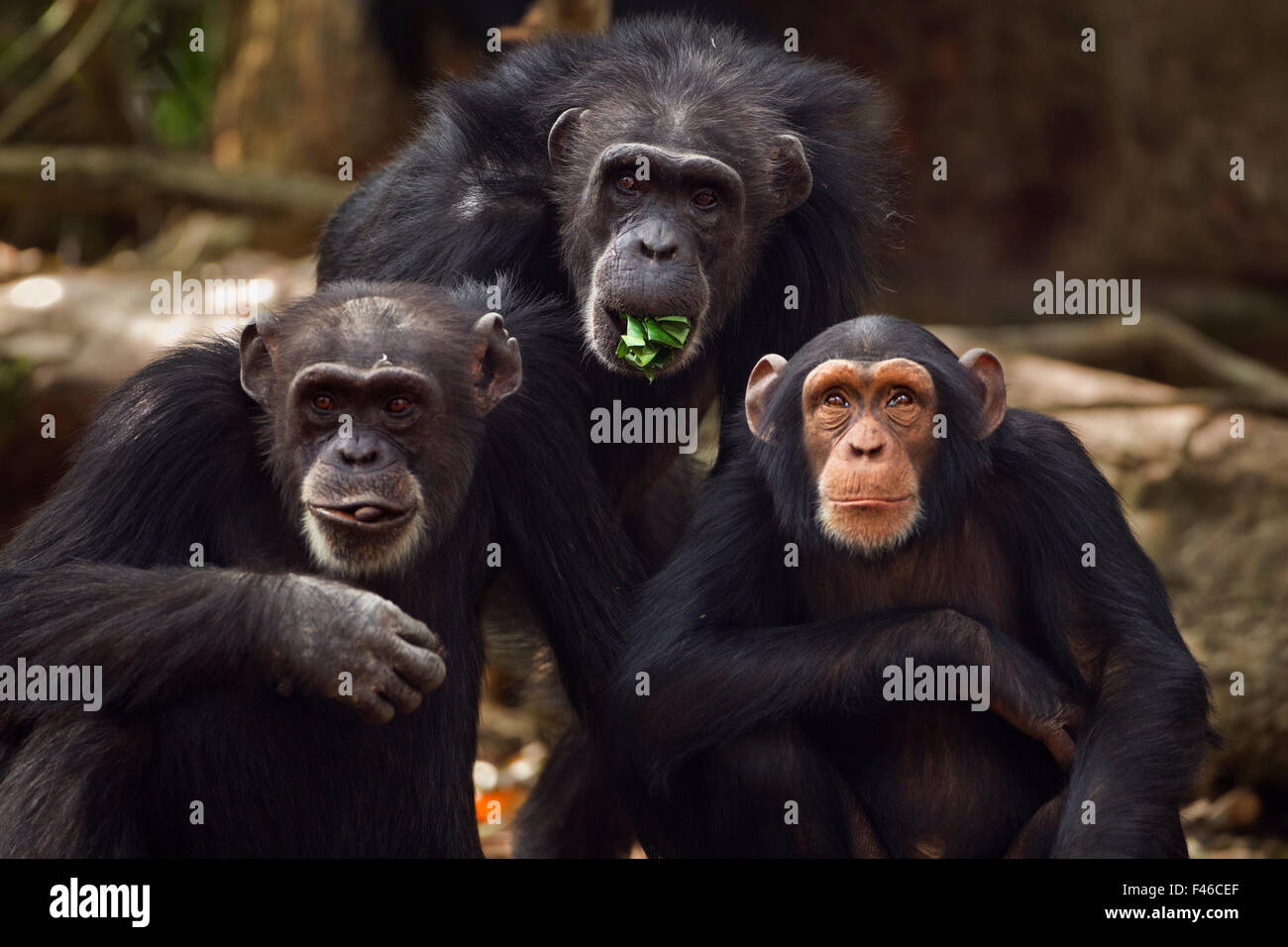 Western chimpazee (Pan troglodytes verus) females 'Yo' aged 49 years ...