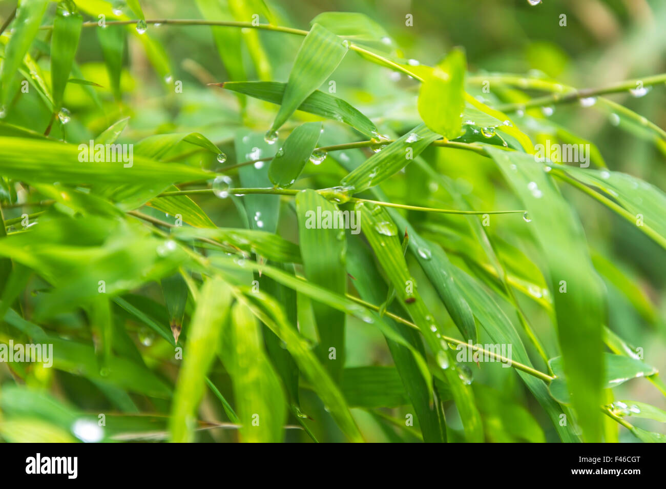 Natural raindrops at bamboo leaves Stock Photo - Alamy