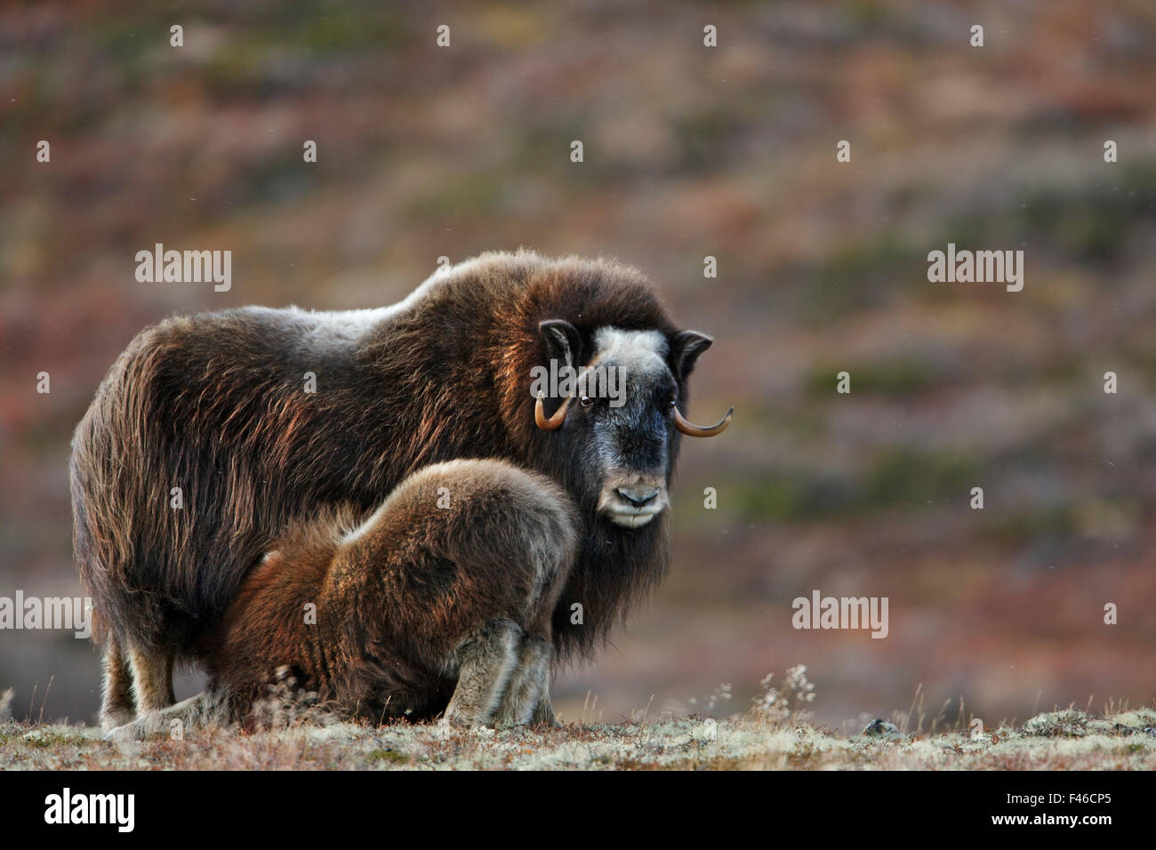 Baby Musk Ox
