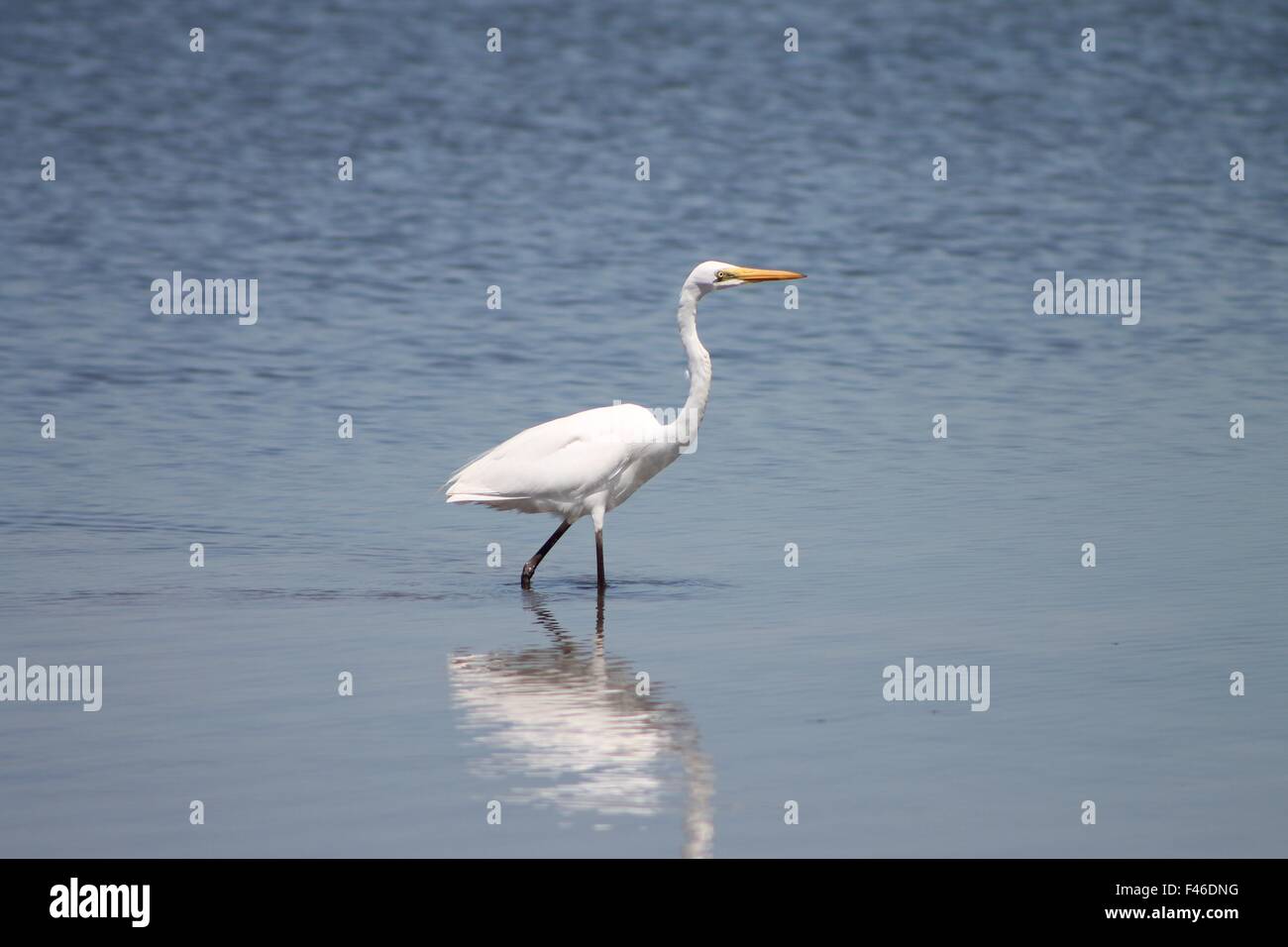 Heron in water Stock Photo - Alamy