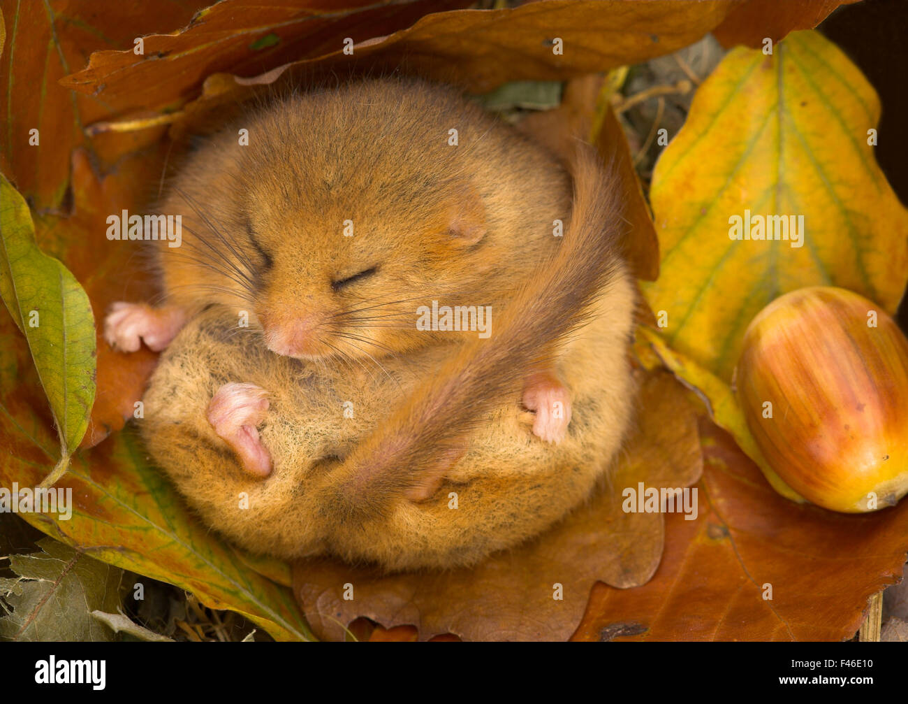 Sleeping dormouse hi-res stock photography and images - Alamy