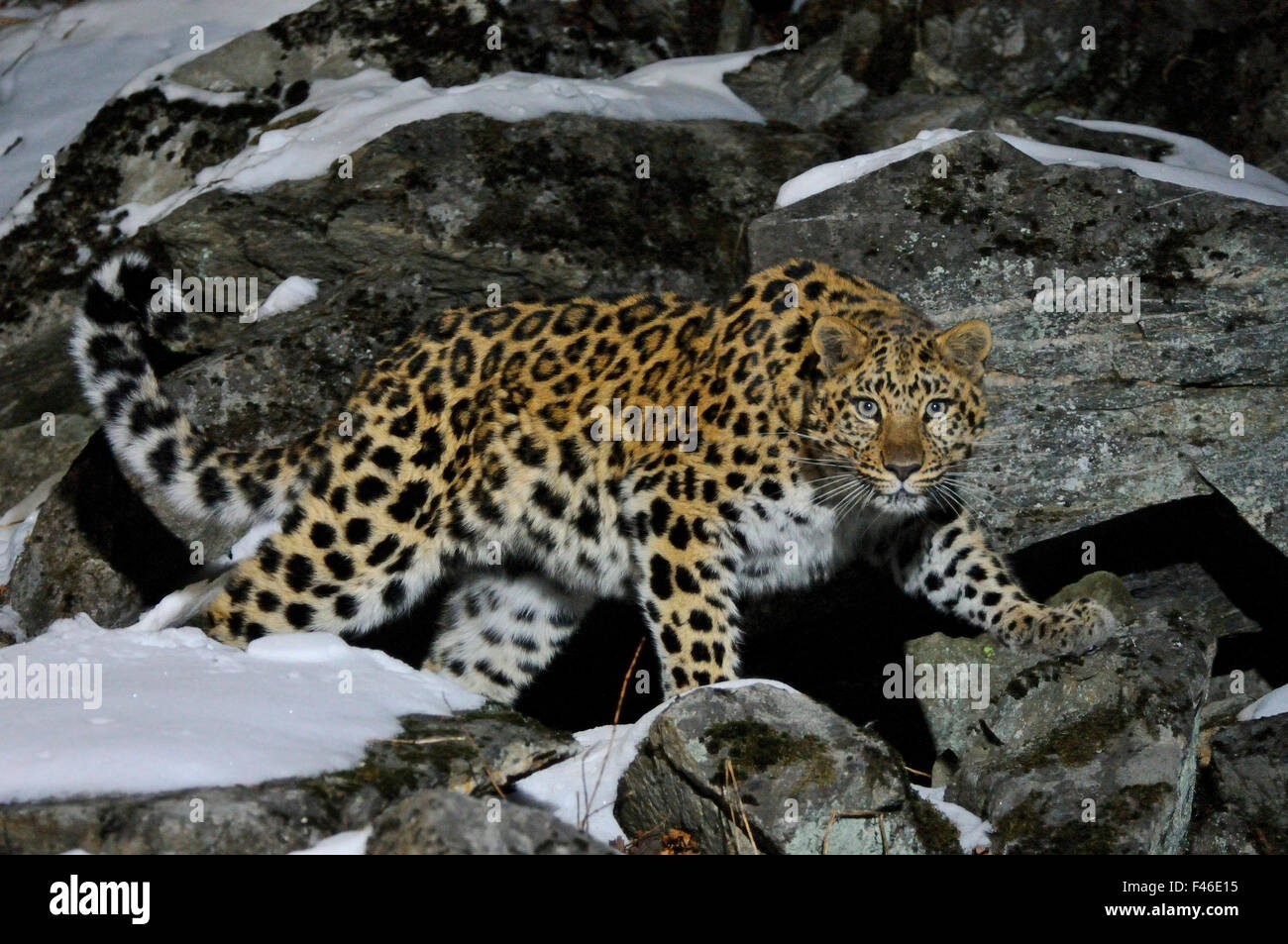 Female amur leopard hi-res stock photography and images - Alamy