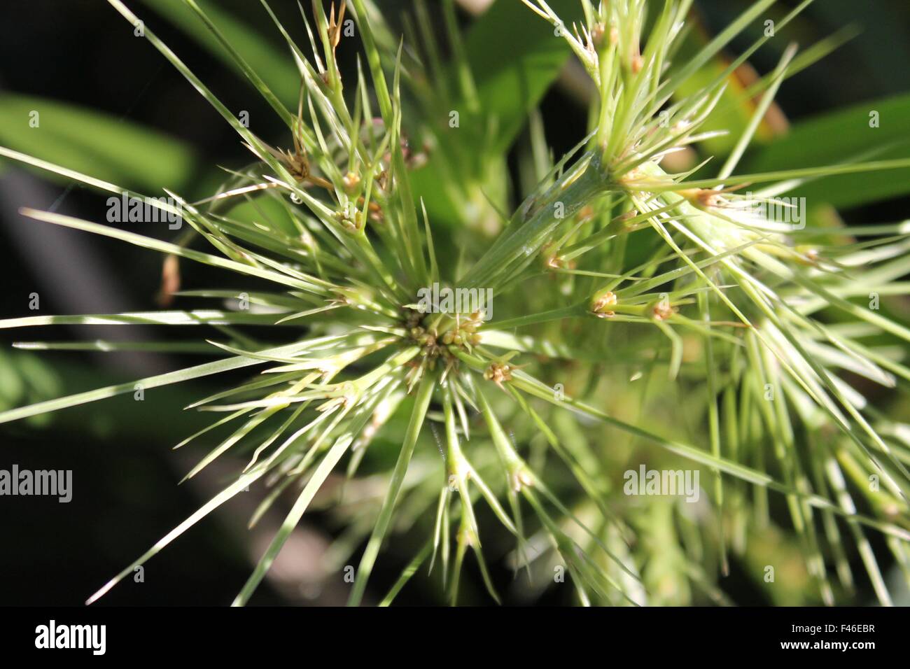 Spiky Australian Plant Stock Photo - Alamy