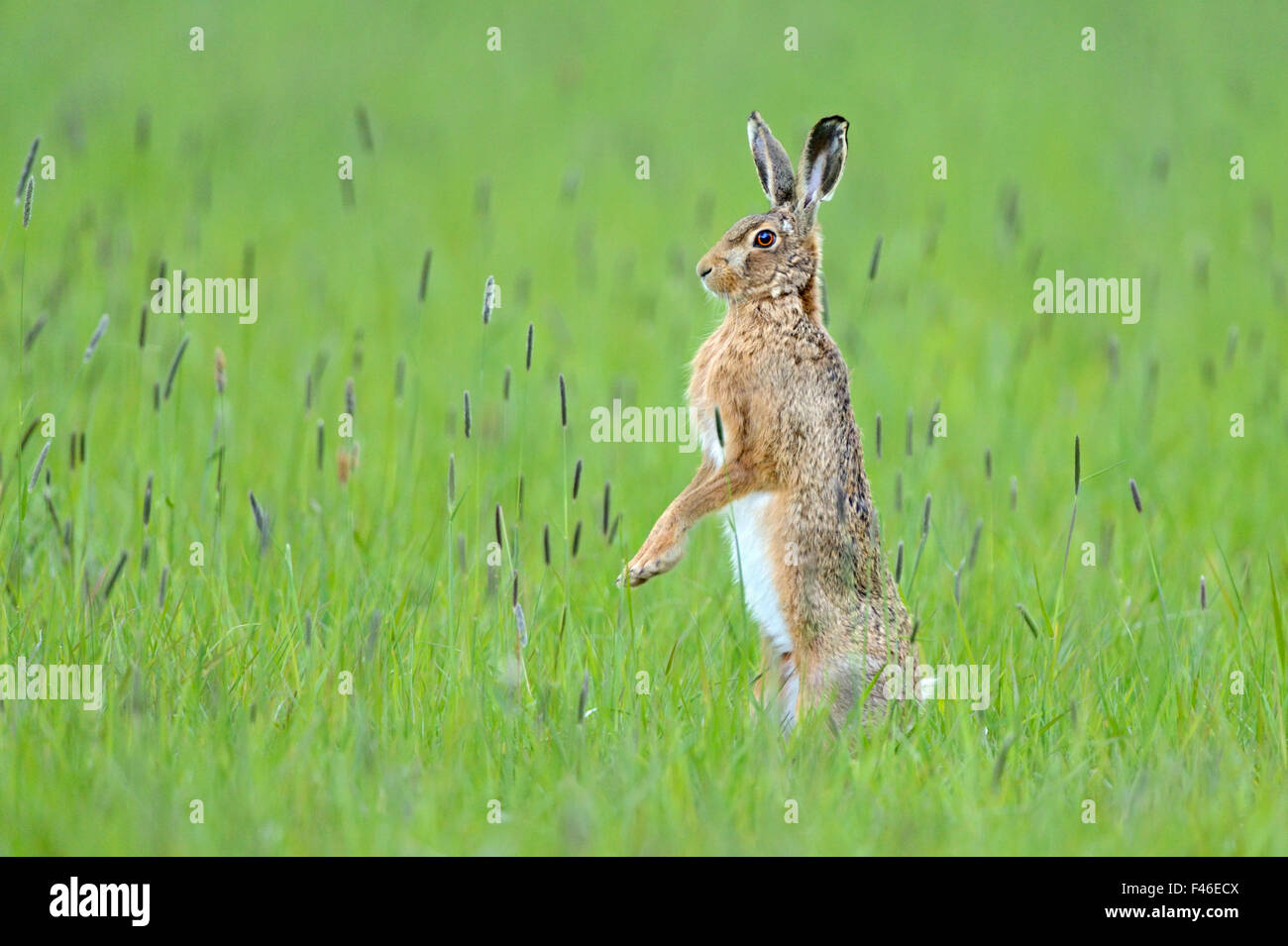 European hare (Lepus europaeus) male standing on hind legs watching ...
