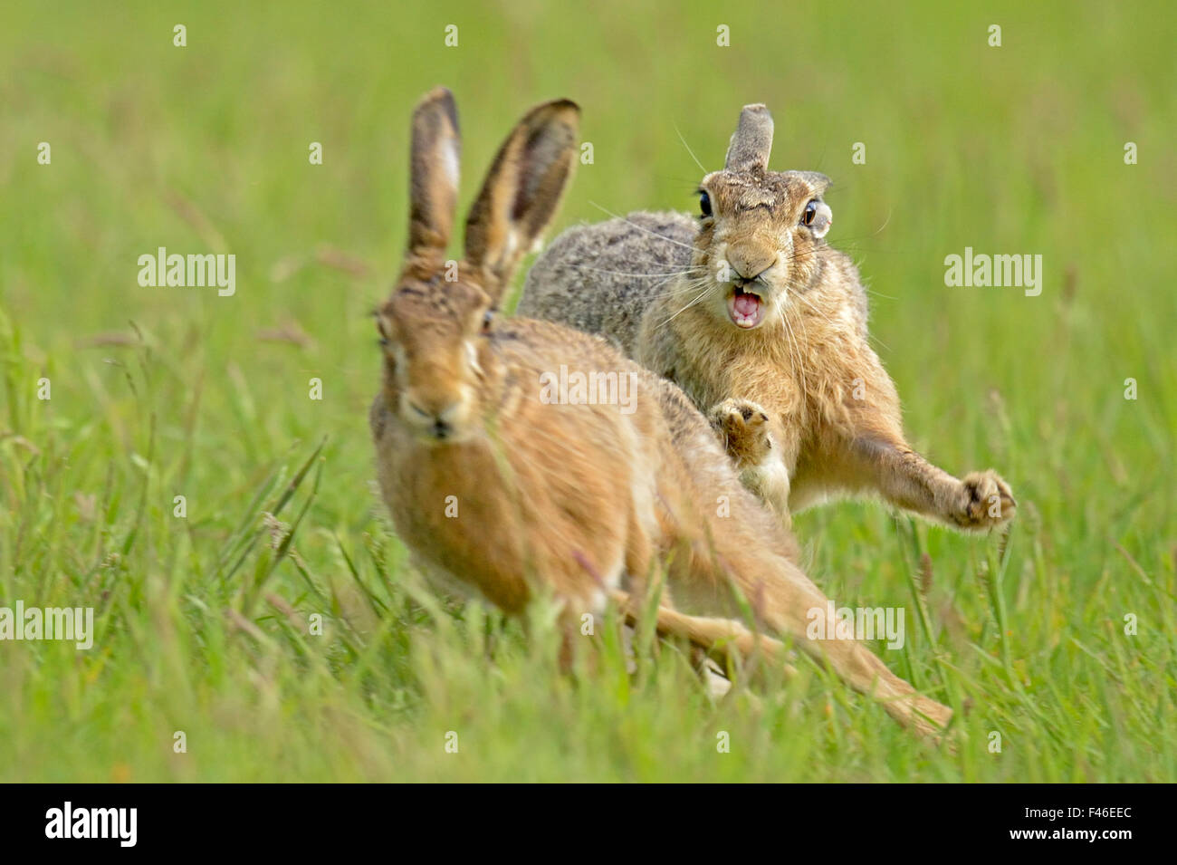 European hares (Lepus europaeus) courtship chase, UK, February Stock ...