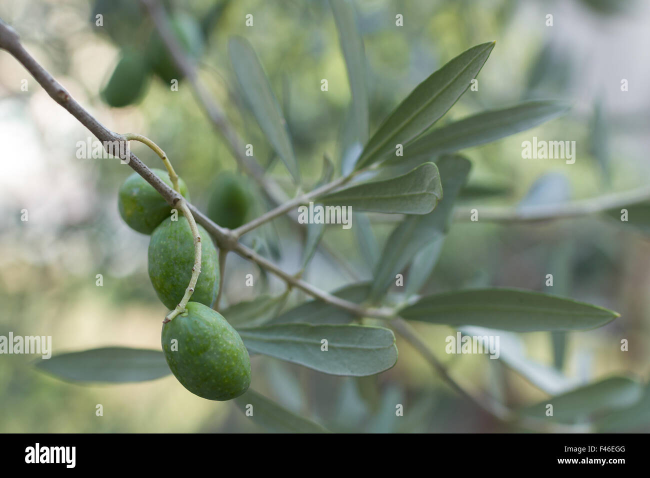Extreme close-up of an olive branch with three olives Stock Photo - Alamy