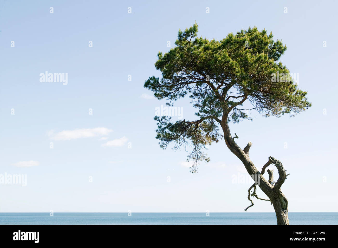 A pine tree by the ocean, Havang, Skane, Sweden Stock Photo - Alamy