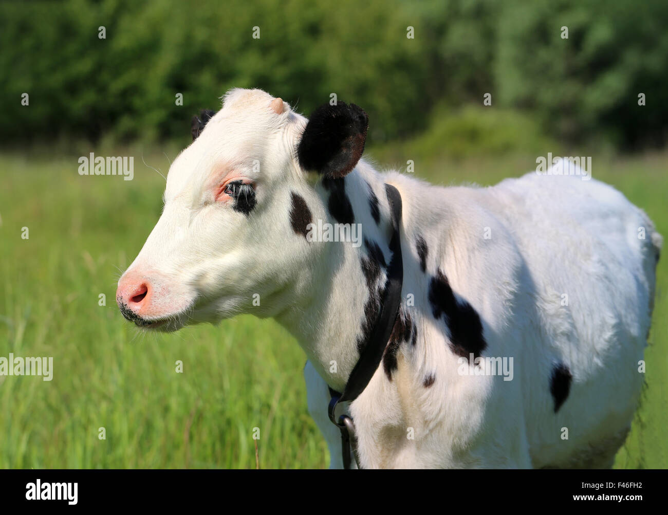 Portrait of a young bull photographed close up Stock Photo - Alamy