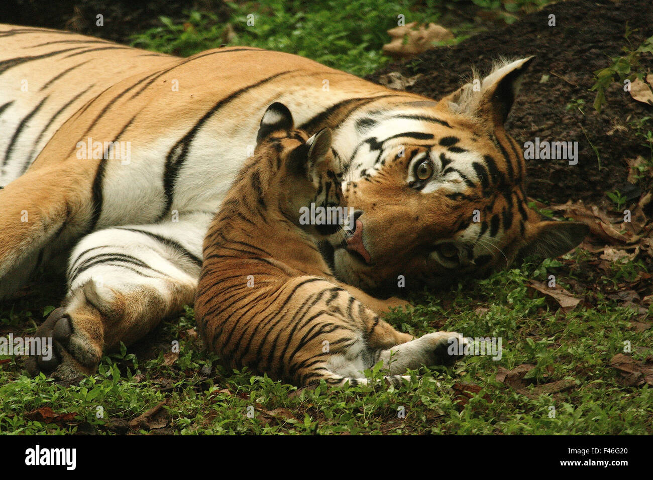 Bengal Tiger (Panthera tigris tigris) mother and cub, Pench National ...