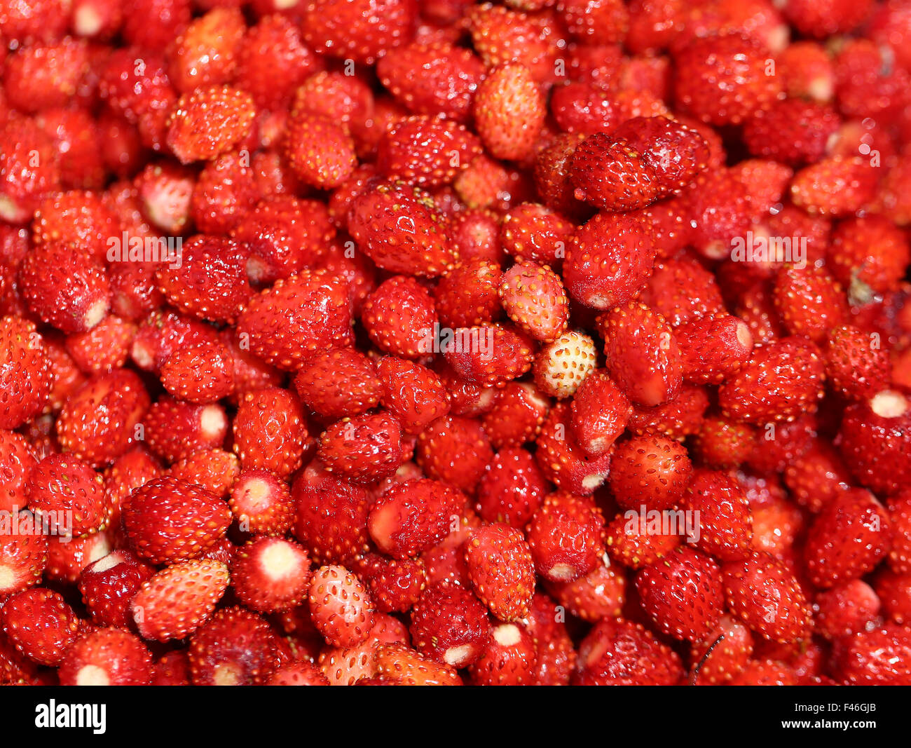Delicious wild hi-res stock photography and images - Alamy