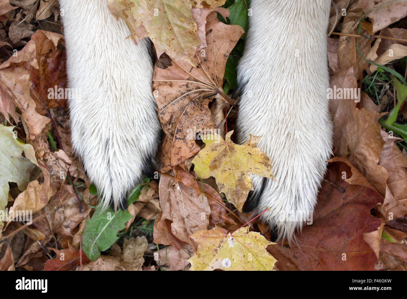 Dog Legs On Leaves Stock Photo - Alamy