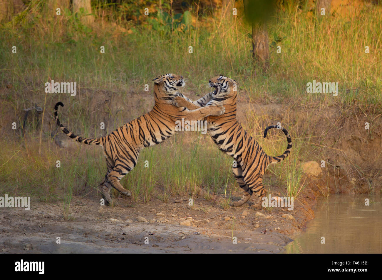 Tiger standing on two legs hi-res stock photography and images - Alamy