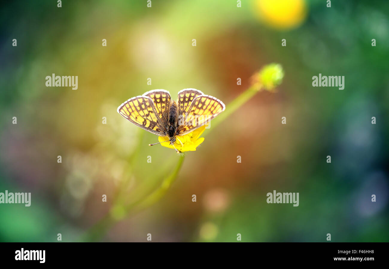 Beautiful beetle on a green background photographed close up Stock ...