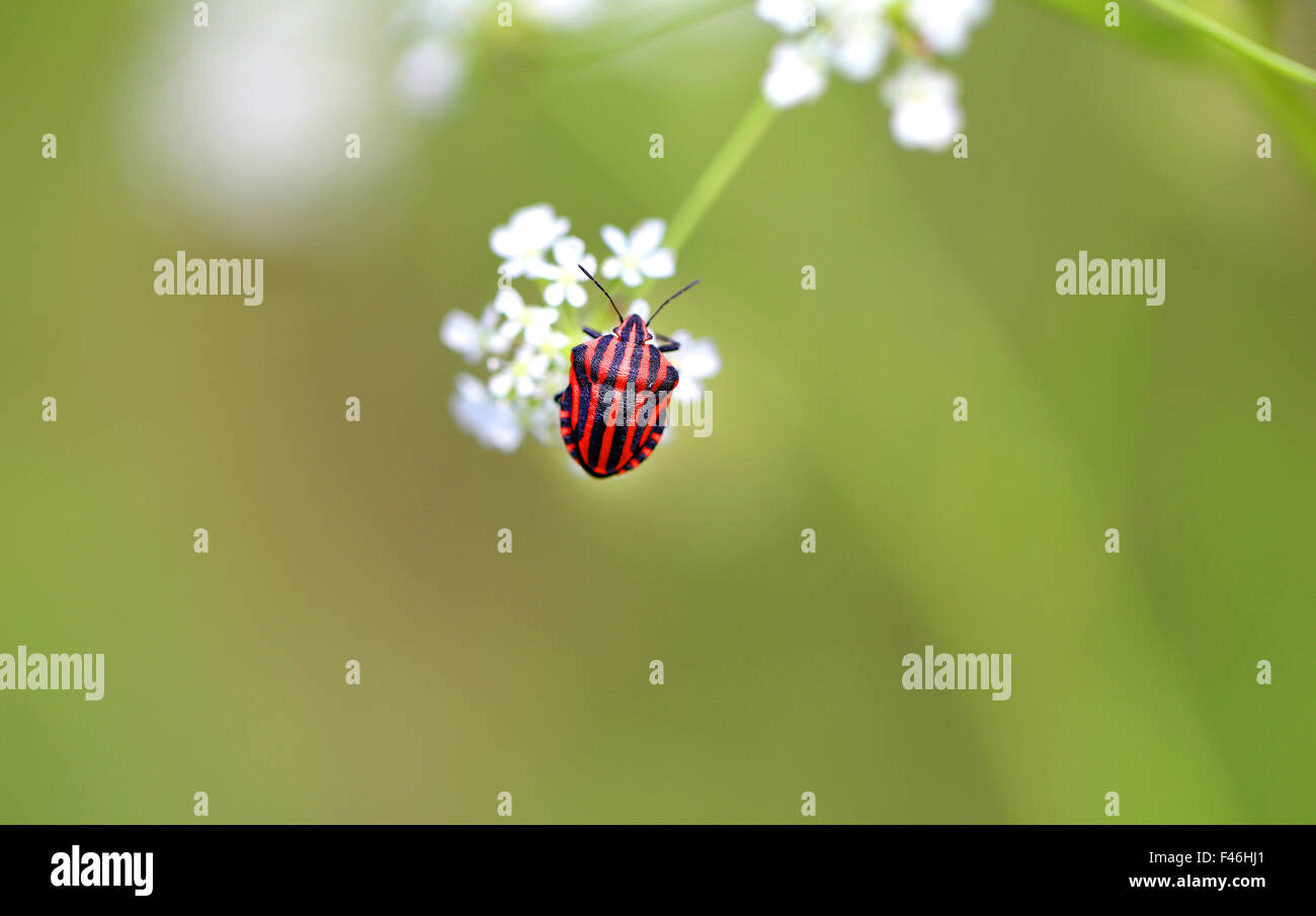 Beautiful beetle on a green background photographed close up Stock ...