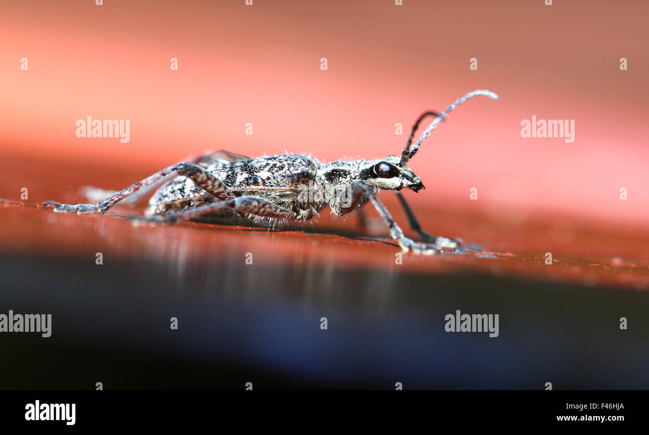 Beautiful beetle on a green background photographed close up Stock ...