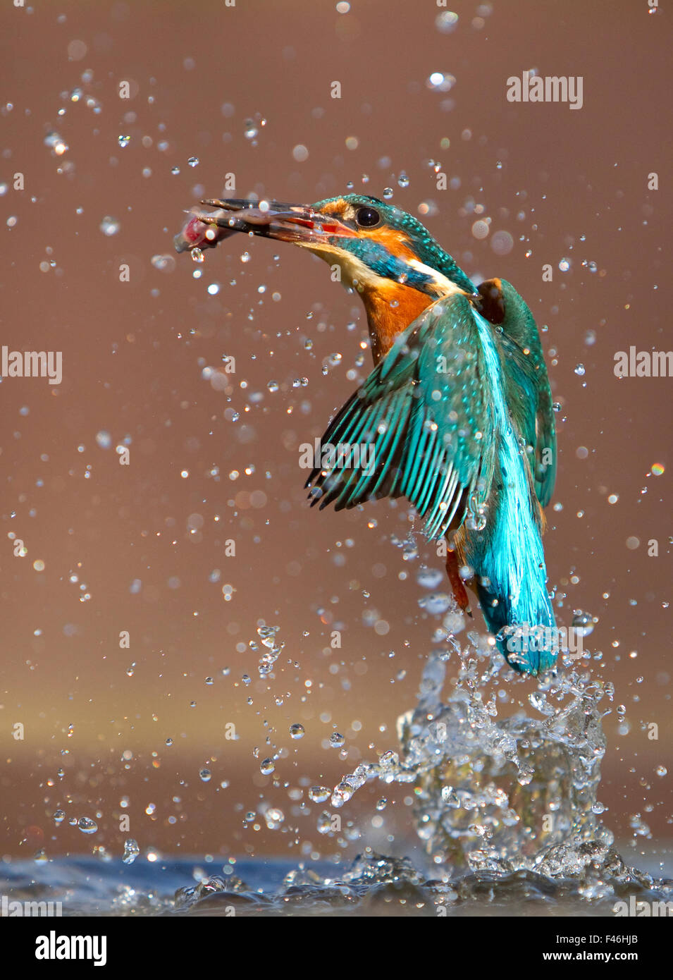 Kingfisher (Alcedo atthis) flying up from water with caught fish ...