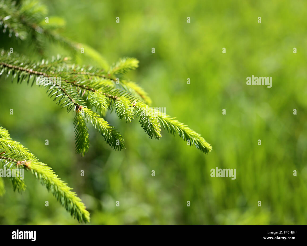 Beautiful branch tree on a green background photographed close up Stock ...