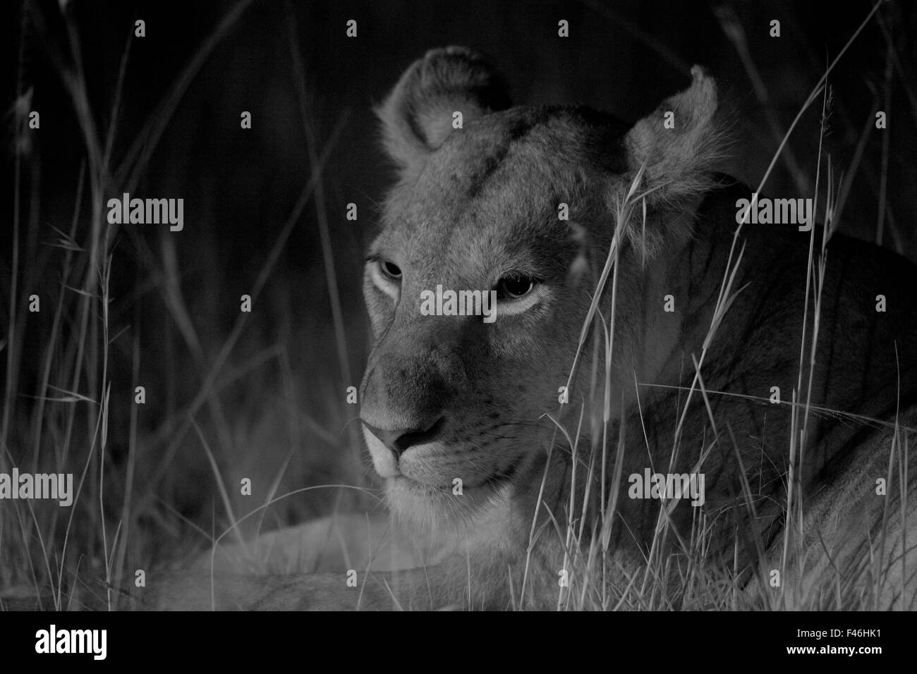 Marsh pride lioness at night lion (Panthera leo) at night, Masai Mara ...