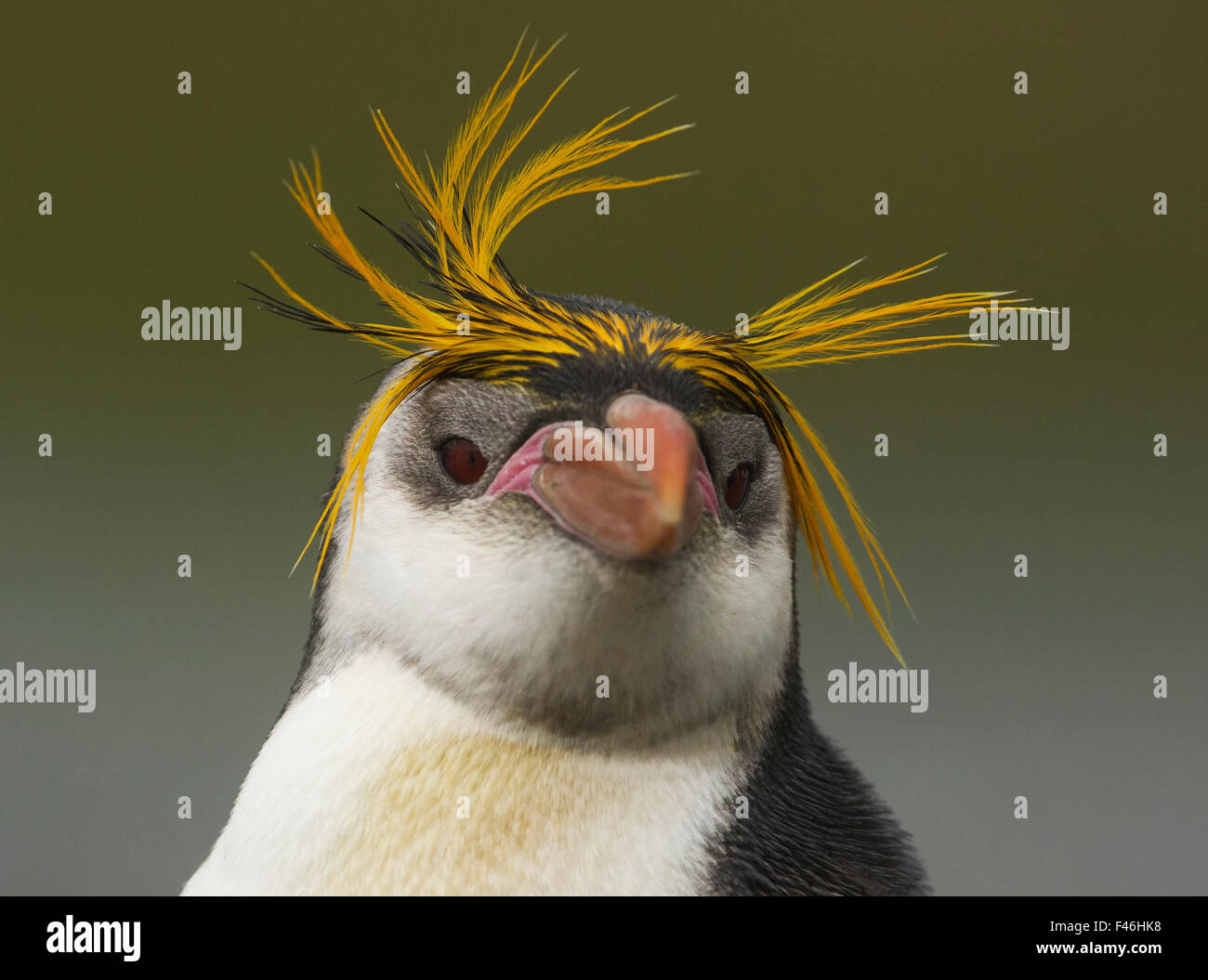 Royal Penguin (Eudyptes schlegeli) head portrait, Macquarie Island, Sub ...