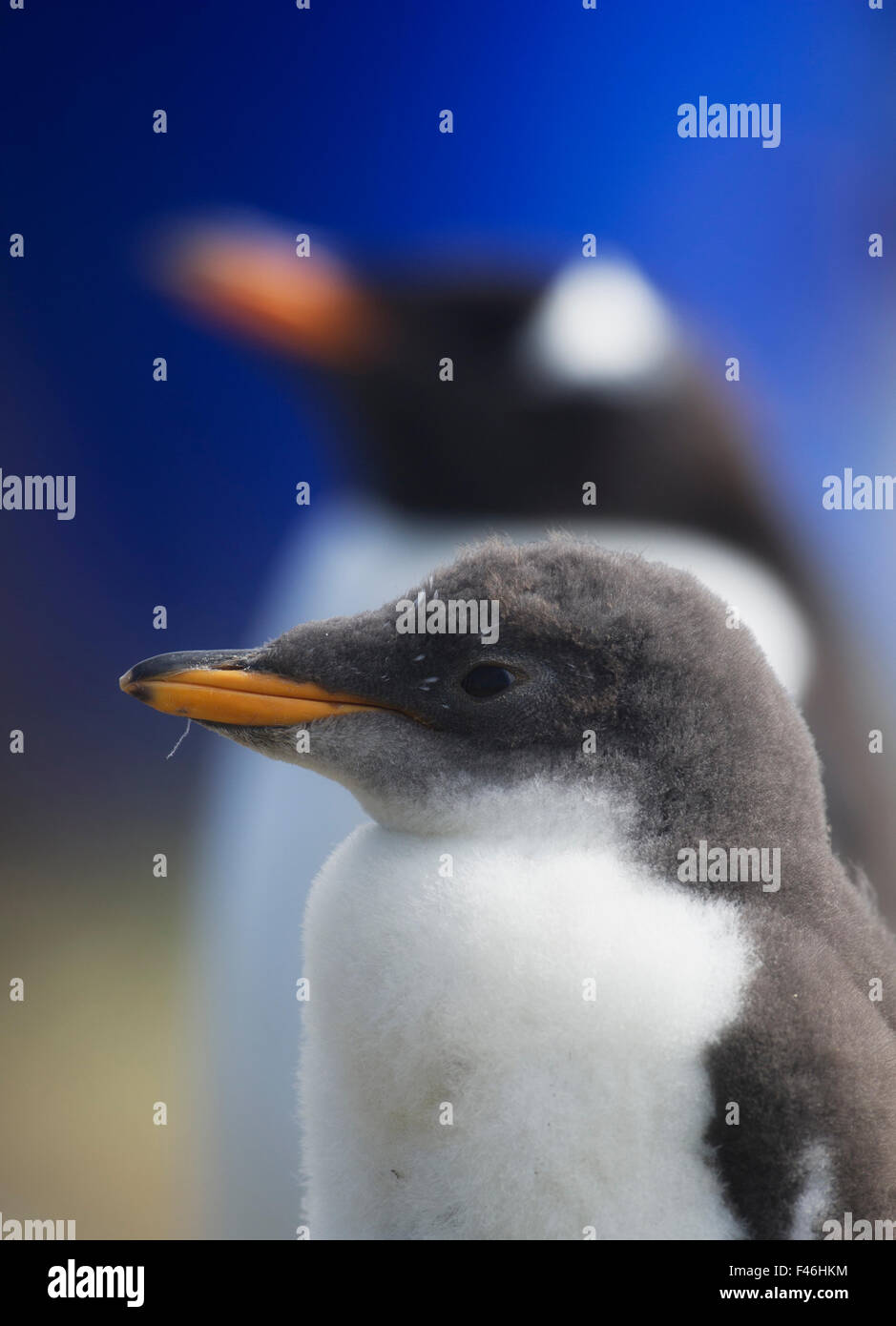 Gentoo Penguin (Pygoscelis papua) chick in nesting area, Macquarie ...