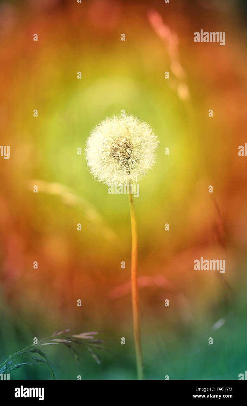 Beautiful white dandelion flowers hi-res stock photography and images ...