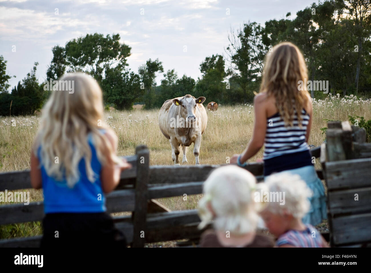 Cow watching hi-res stock photography and images - Alamy